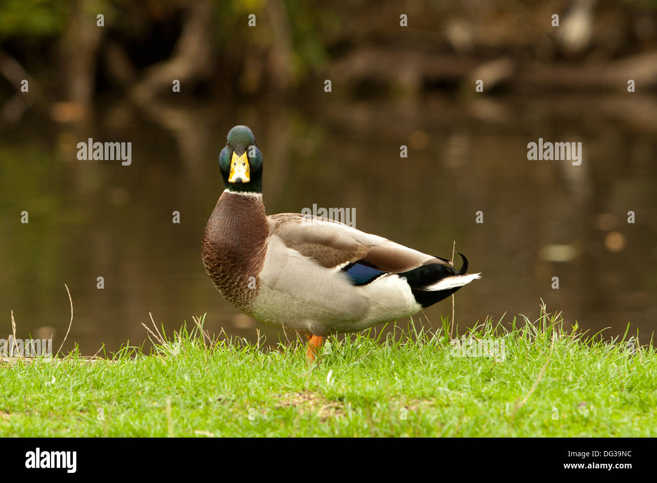 Duck pond in suffolk hi-res stock photography and images - Alamy