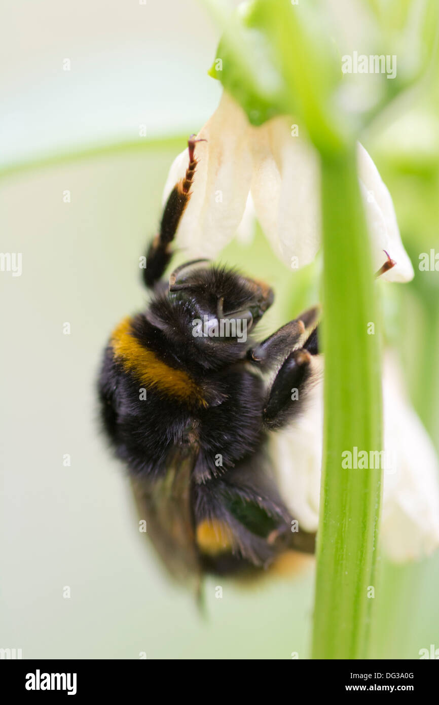 Golden bee plant hi-res stock photography and images - Alamy