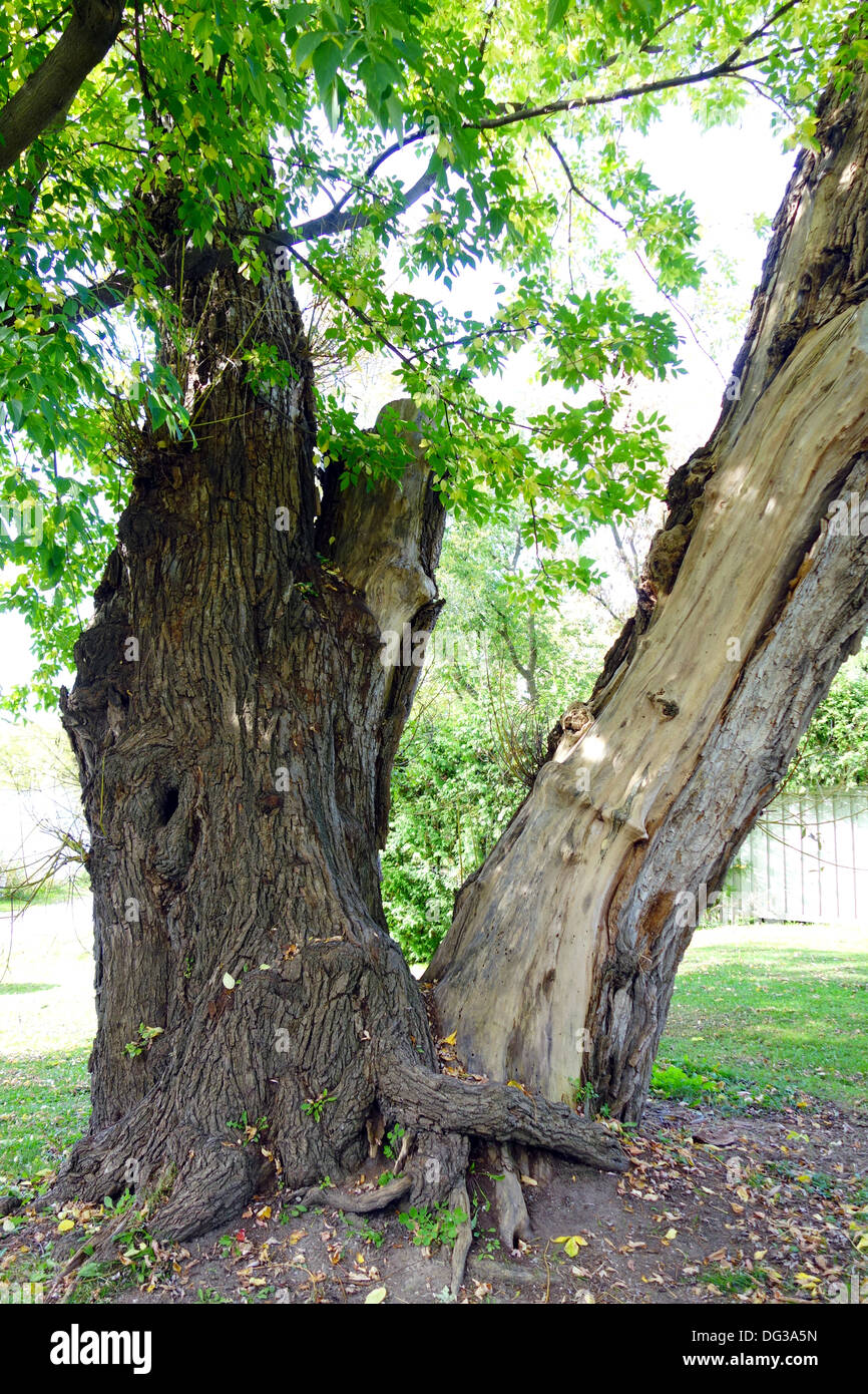 Large tree split in half in a park Stock Photo - Alamy