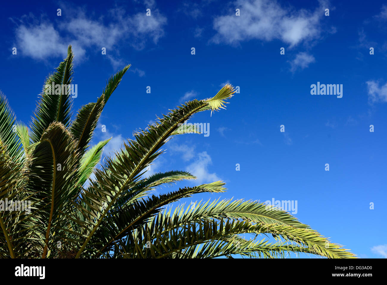 The fronds of a palm tree Stock Photo - Alamy