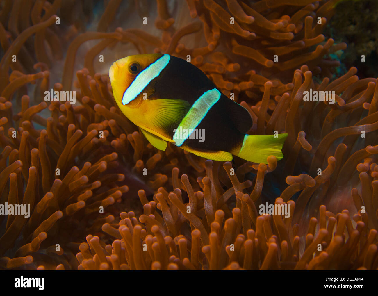 Maldives Two-banded Anemone Fish Stock Photo - Alamy