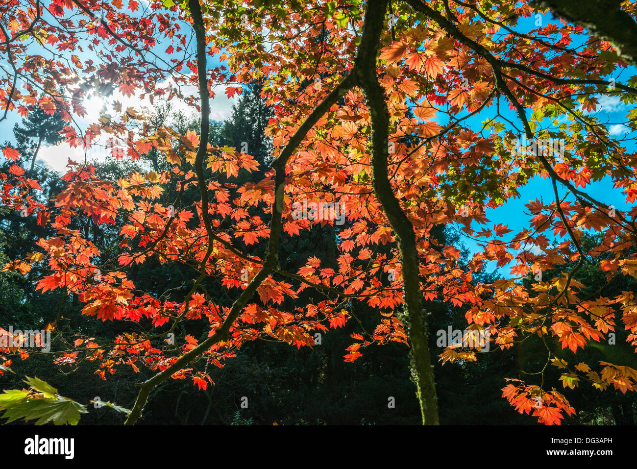 Acer tree in autumn colours in National Arboretum, Westonbirt nr ...