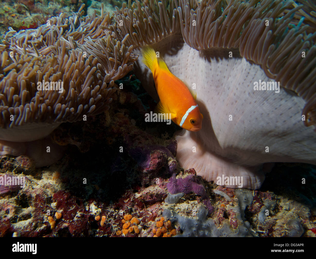 Maldives Blackfinned Anemone Fish Stock Photo - Alamy