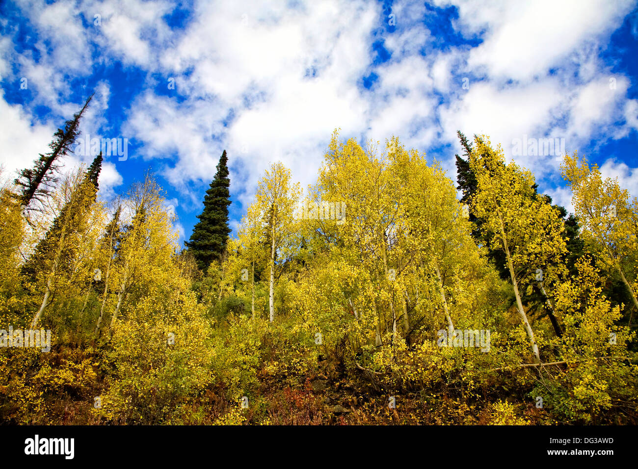Aspens around Ohio Pass Colorado in fall color Stock Photo - Alamy