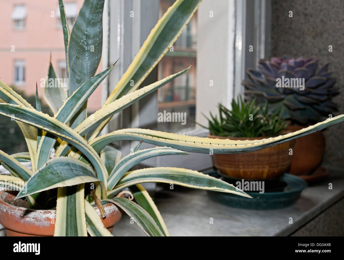 Succulent plants on windowsill Stock Photo - Alamy