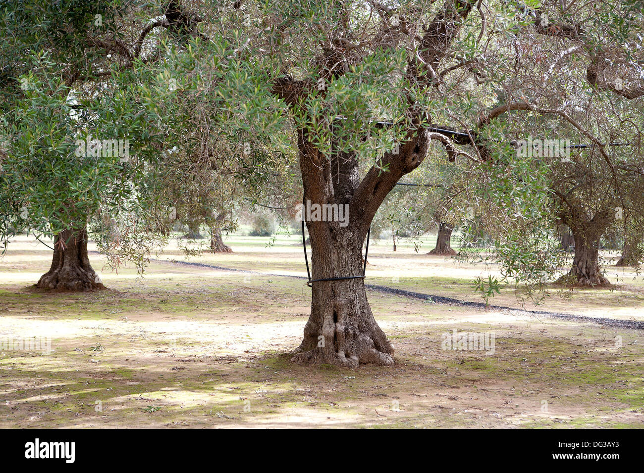 Olive tree irrigation hi-res stock photography and images - Alamy