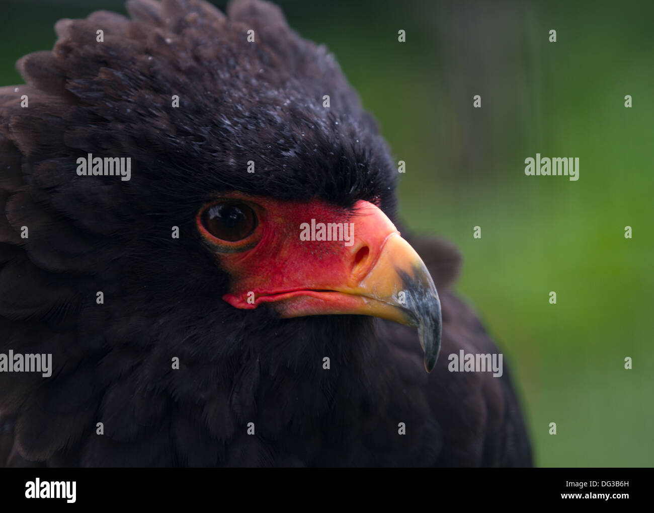 Adult bateleur eagle hi-res stock photography and images - Alamy