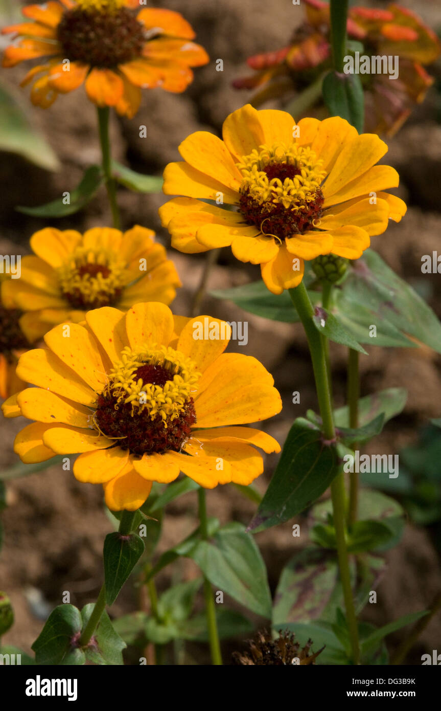 Yellow helenium autumnale hi-res stock photography and images - Alamy