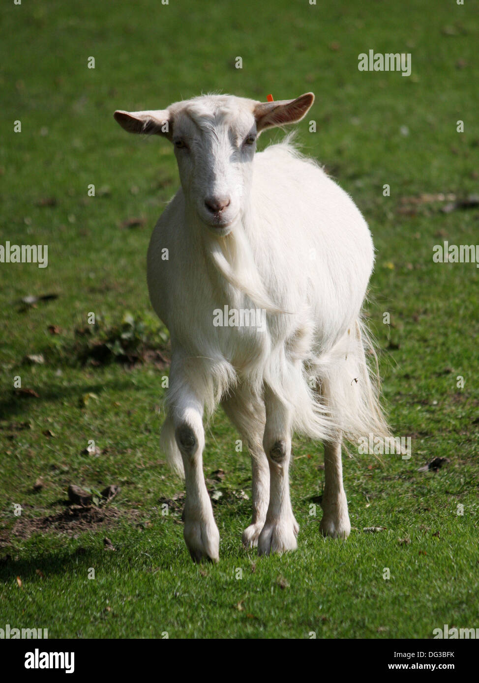 Goat in field Stock Photo - Alamy