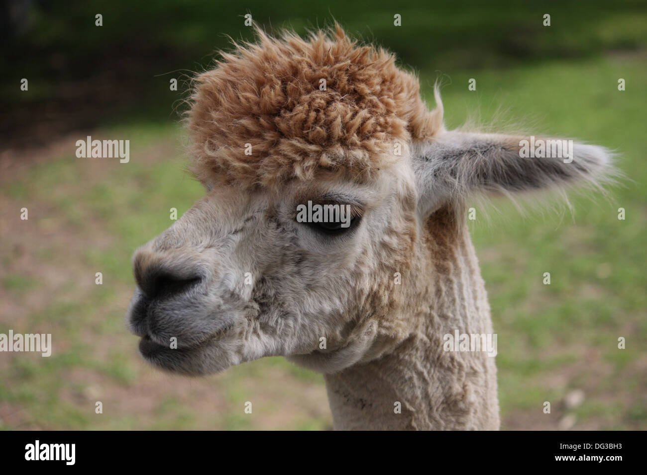 Alpaca head hi-res stock photography and images - Alamy