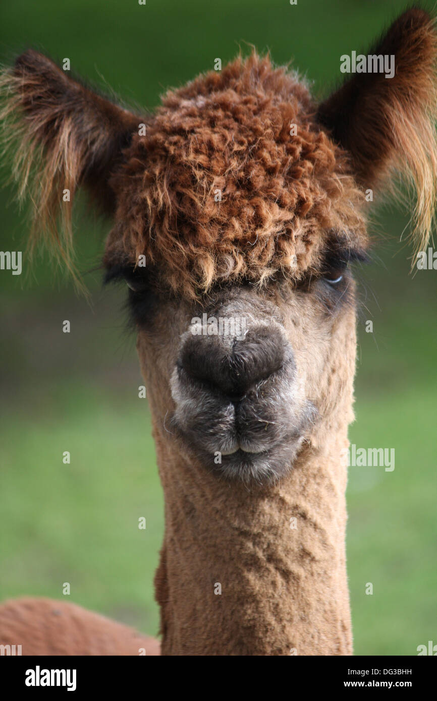 Alpaca head hi-res stock photography and images - Alamy