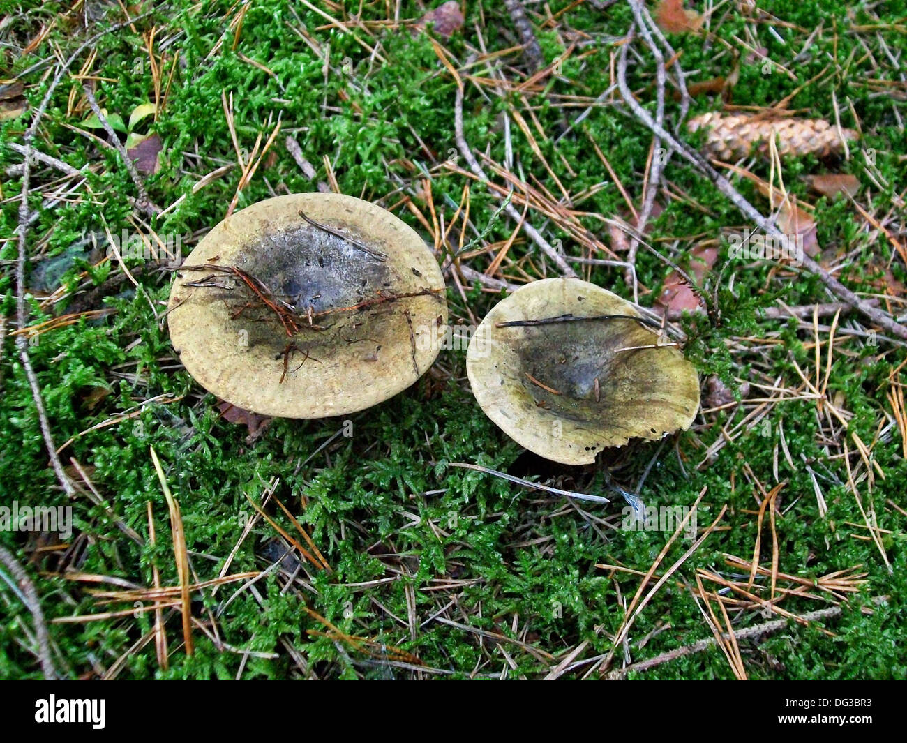 Lactarius turpis hi-res stock photography and images - Alamy