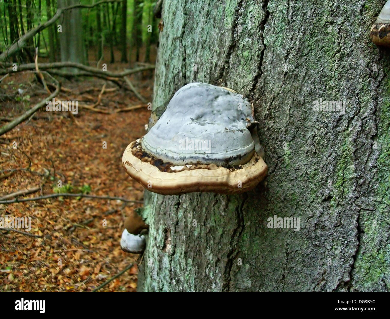 Fomes fomentarius mushroom growing in the forest Stock Photo - Alamy