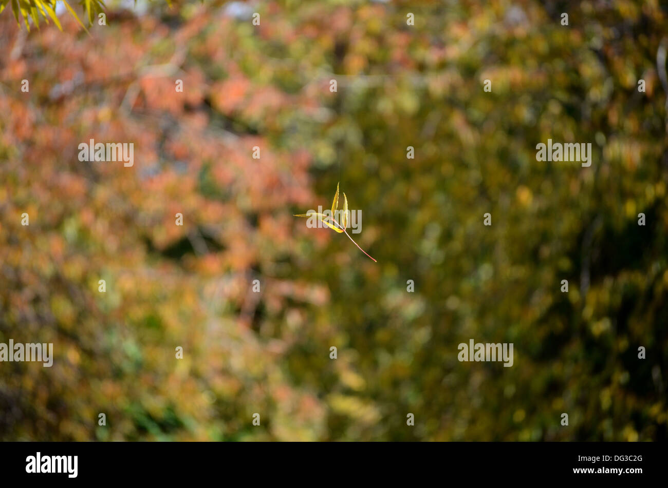 Leaf falling from tree Stock Photo - Alamy