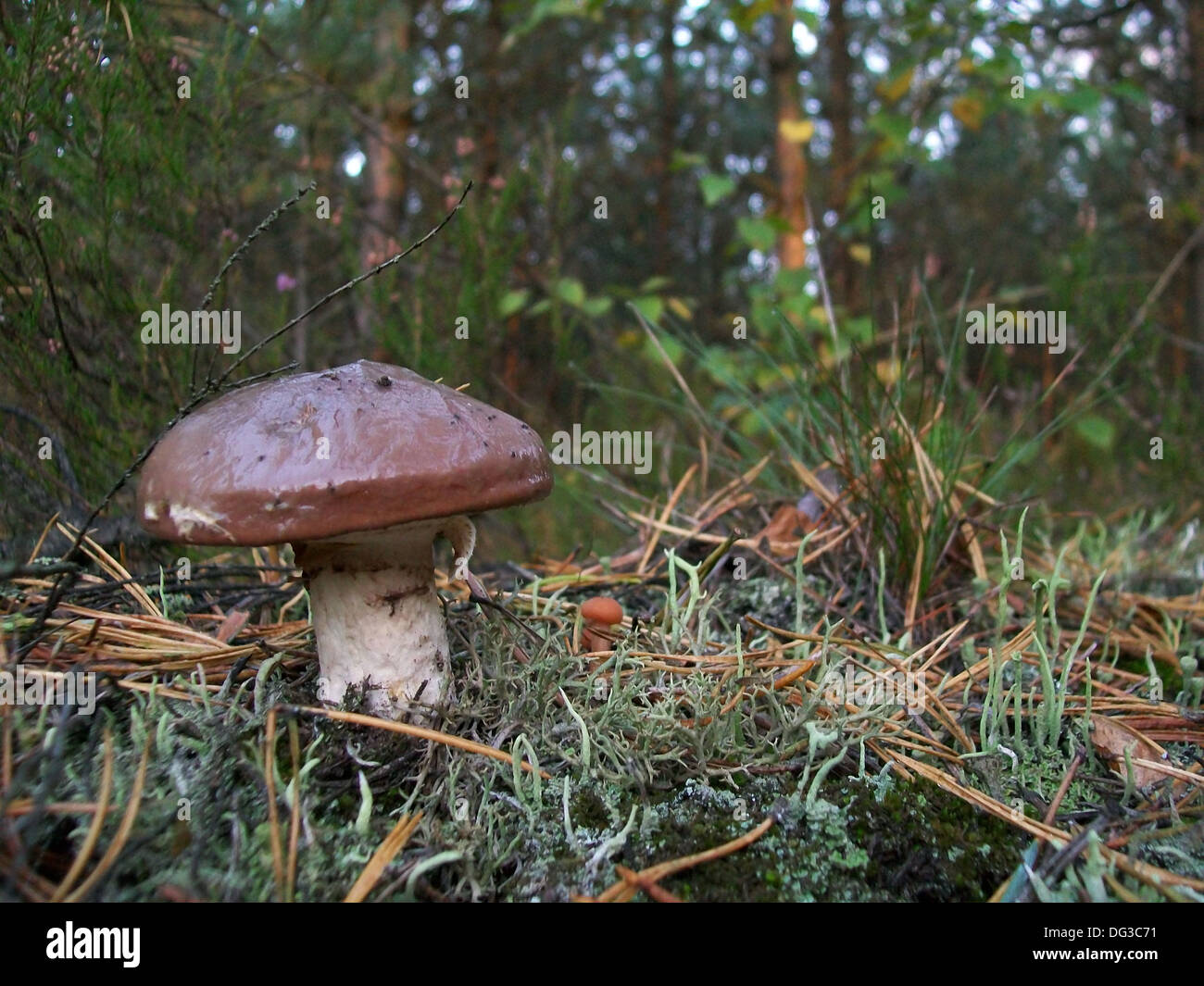 Mushroom suillus luteus growing in the forest Stock Photo - Alamy