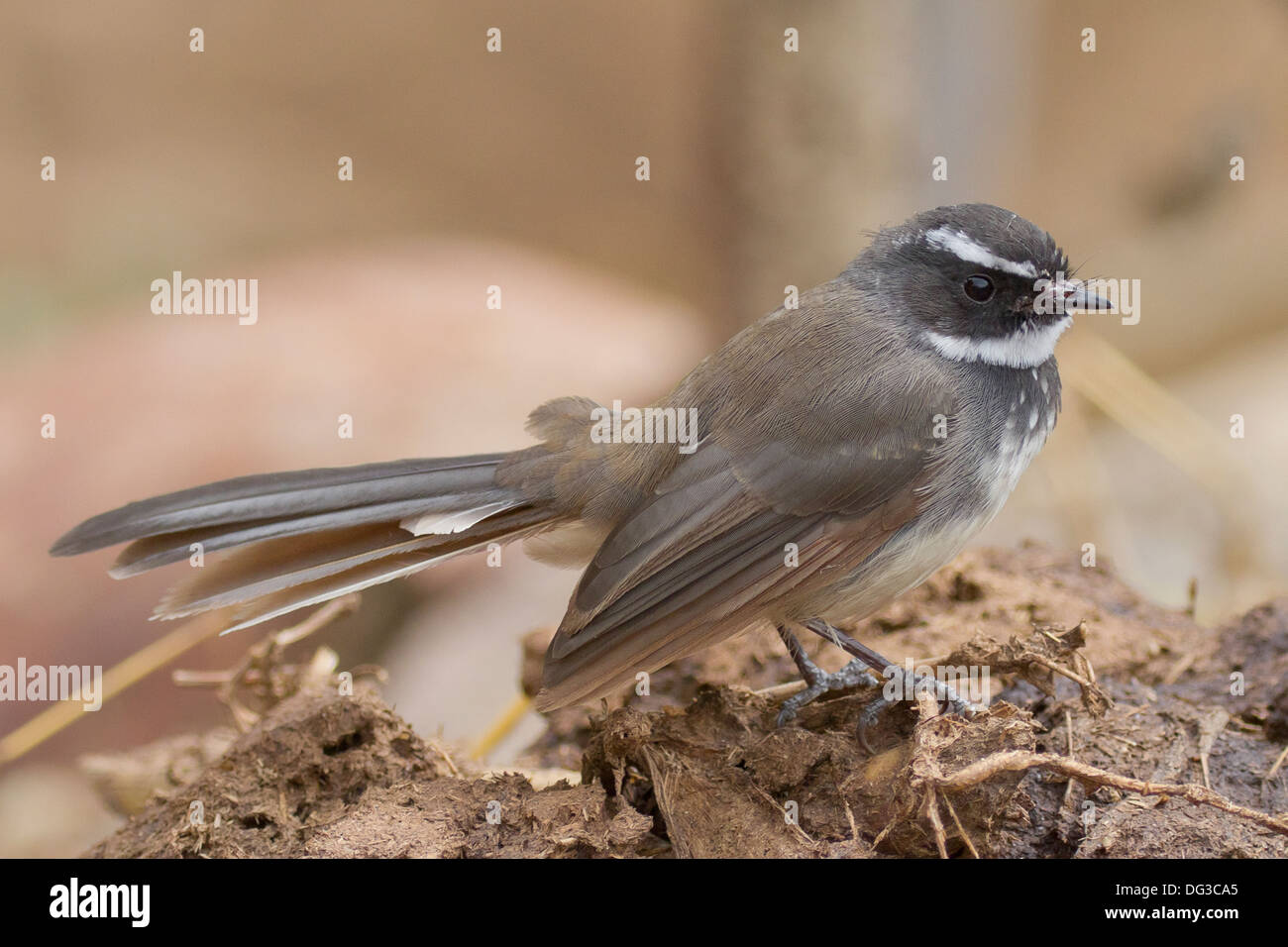 White spotted fantail hi-res stock photography and images - Alamy