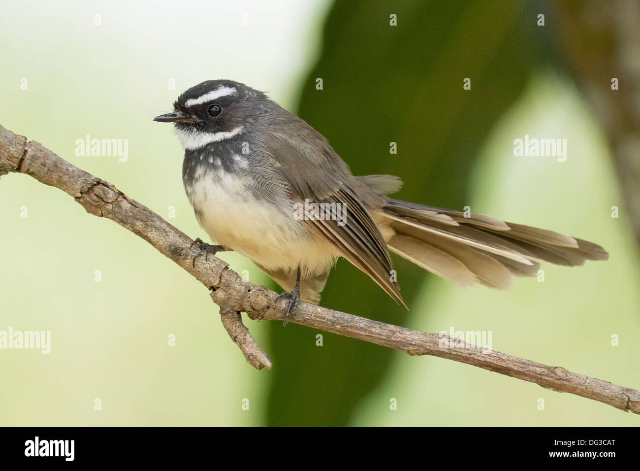 White spotted fantail hi-res stock photography and images - Alamy