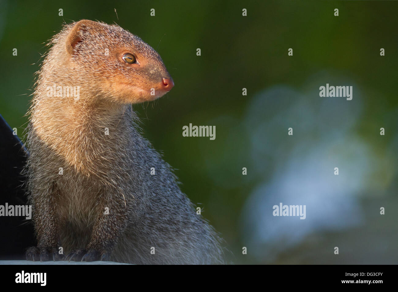Common grey mongoose hi-res stock photography and images - Alamy