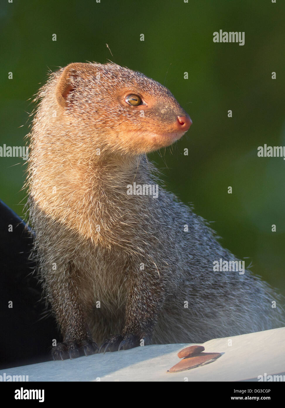 Indian grey mongoose or common grey mongoose (Herpestes edwardsii Stock ...