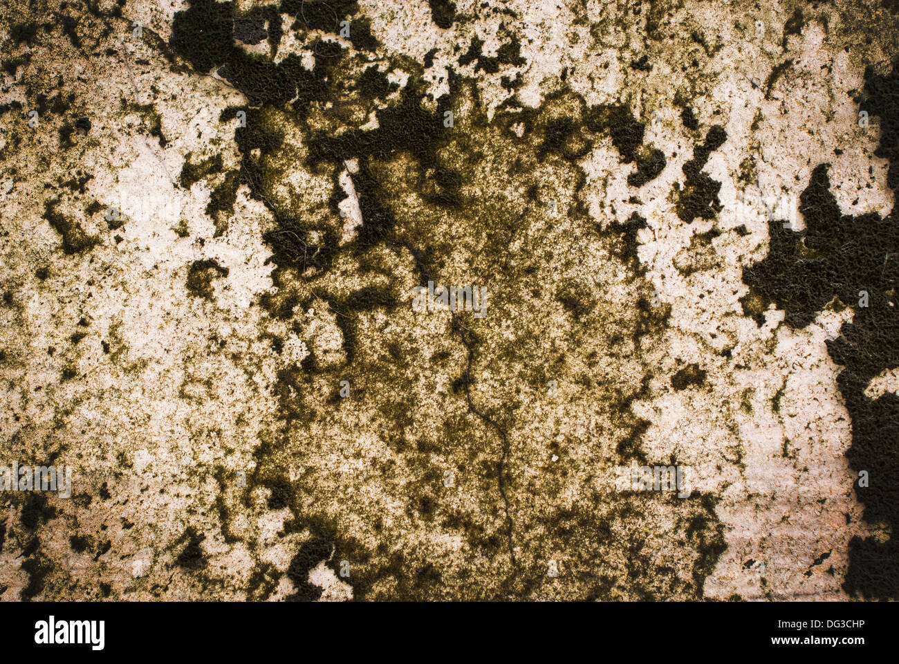 Algae texture hi-res stock photography and images - Alamy