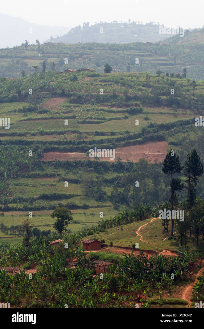 Rural Rwanda Land of 1000 Hills farms banana and hills with terracing ...