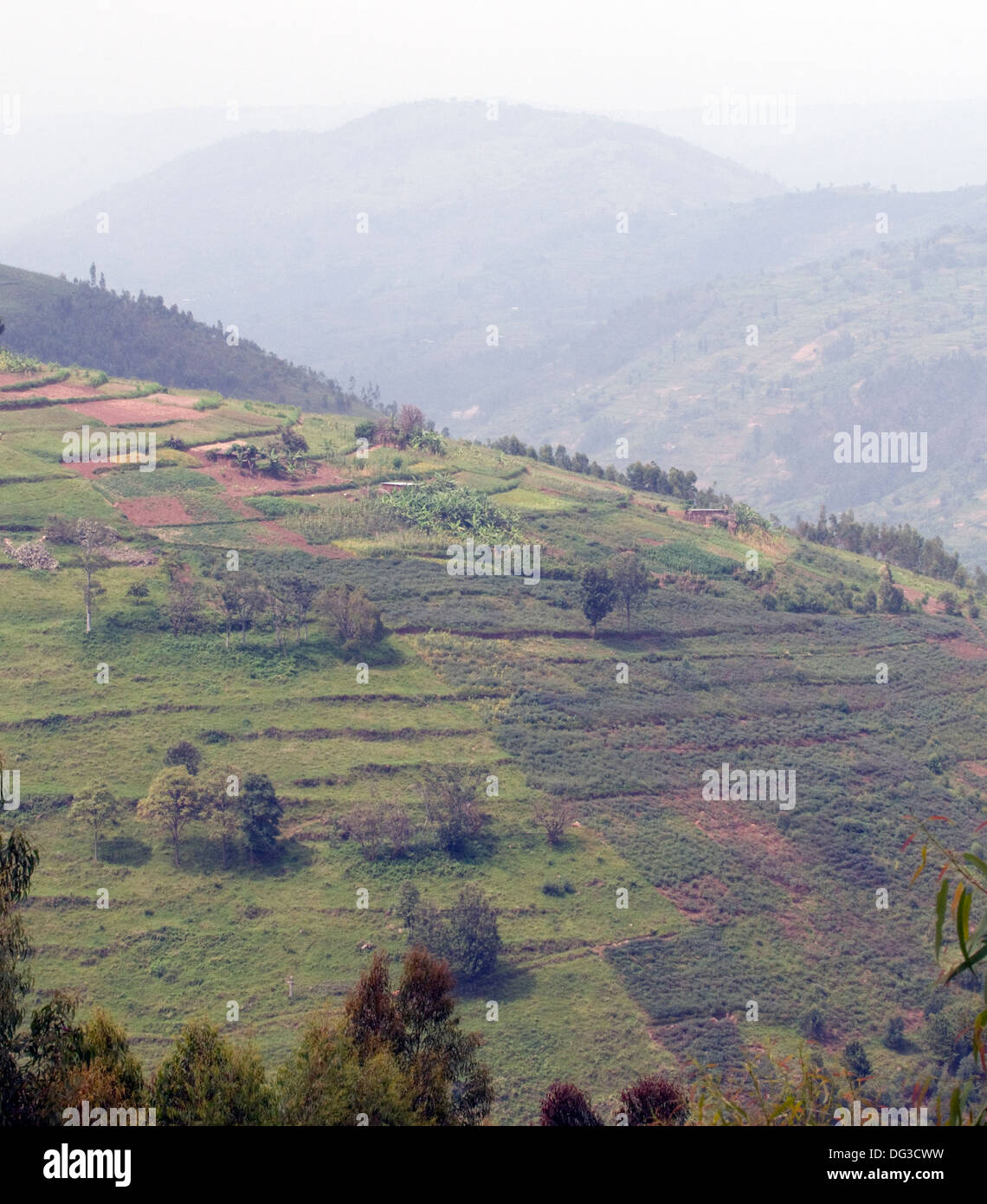 Rural Rwanda Land of 1000 Hills farms banana and hills with terracing ...