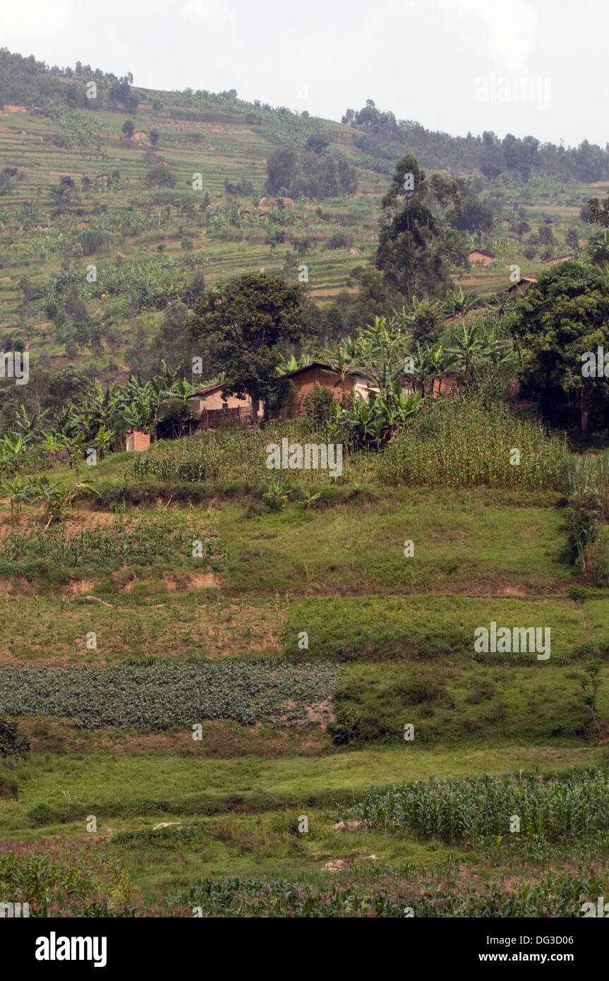 Rural Rwanda Land of 1000 Hills farms banana and hills with terracing ...