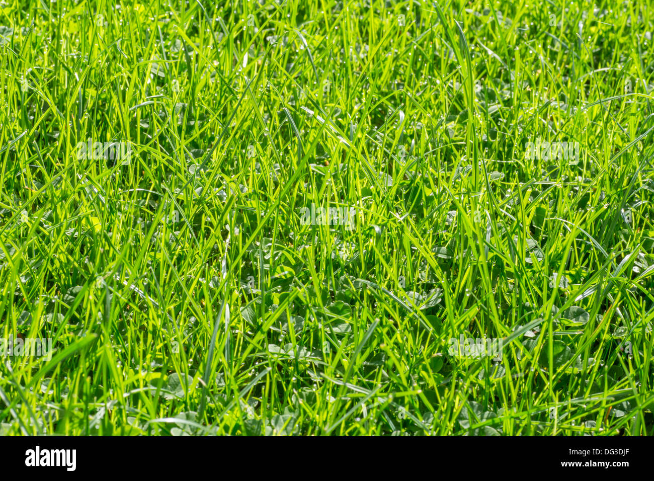 Long grass texture hi-res stock photography and images - Alamy