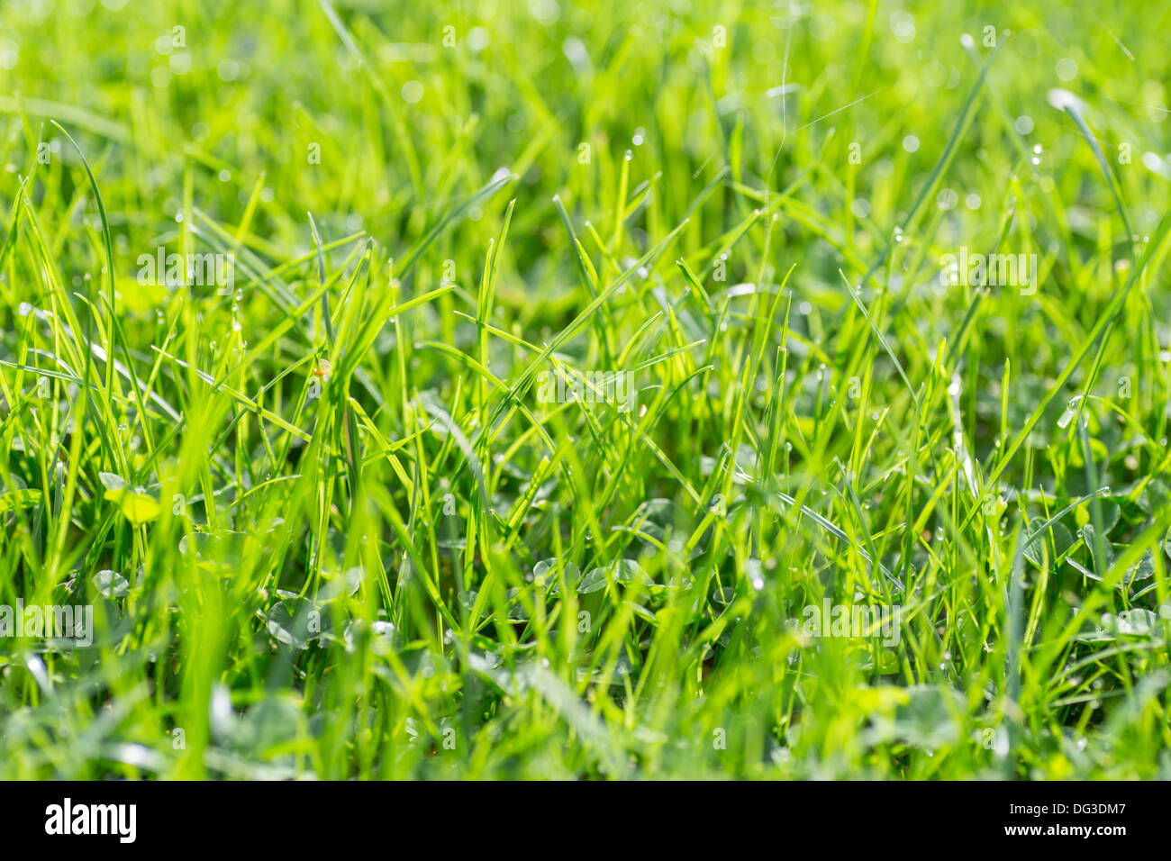 Long grass texture hi-res stock photography and images - Alamy