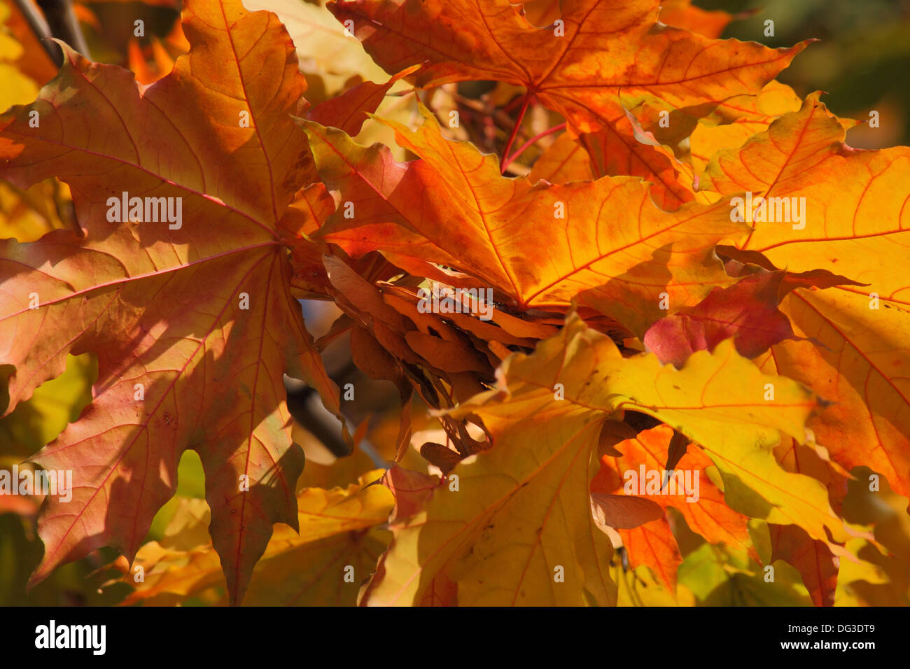 Maple tree with fall foliage hi-res stock photography and images - Alamy