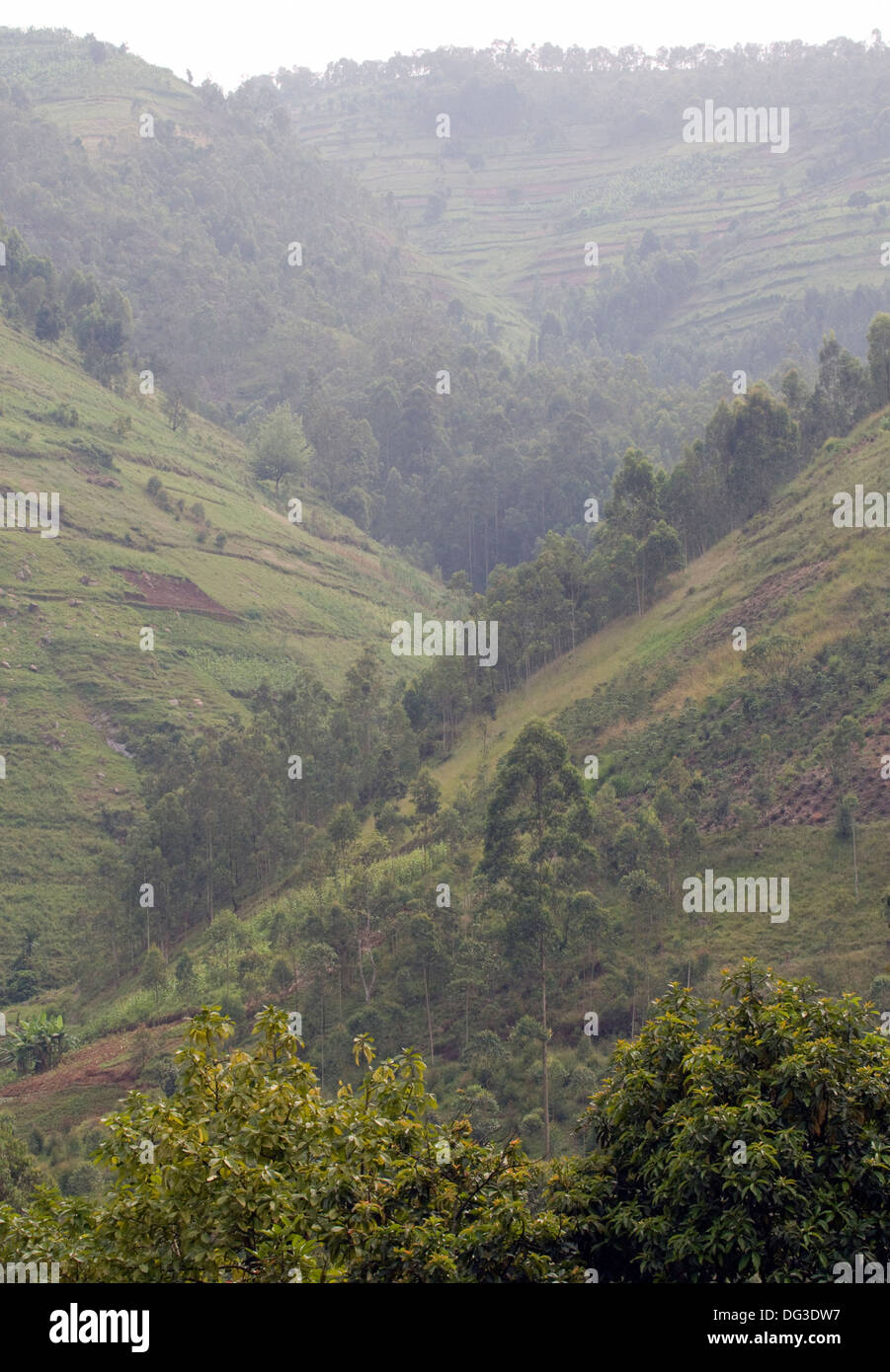 Rural Rwanda Land of 1000 Hills farms banana and hills with terracing ...