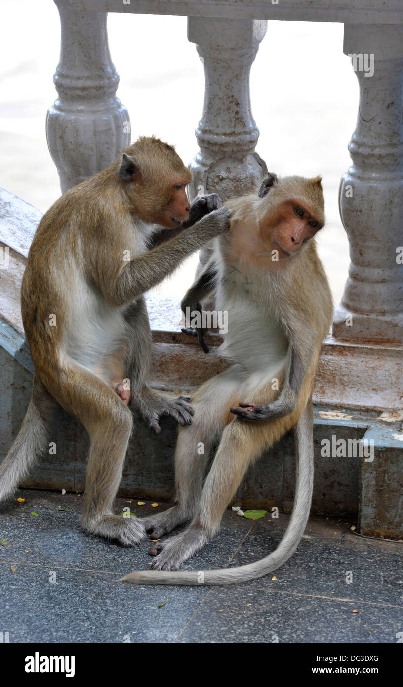 Macaque monkeys grooming at the Khao Yoi mountain temple in Petchaburi ...