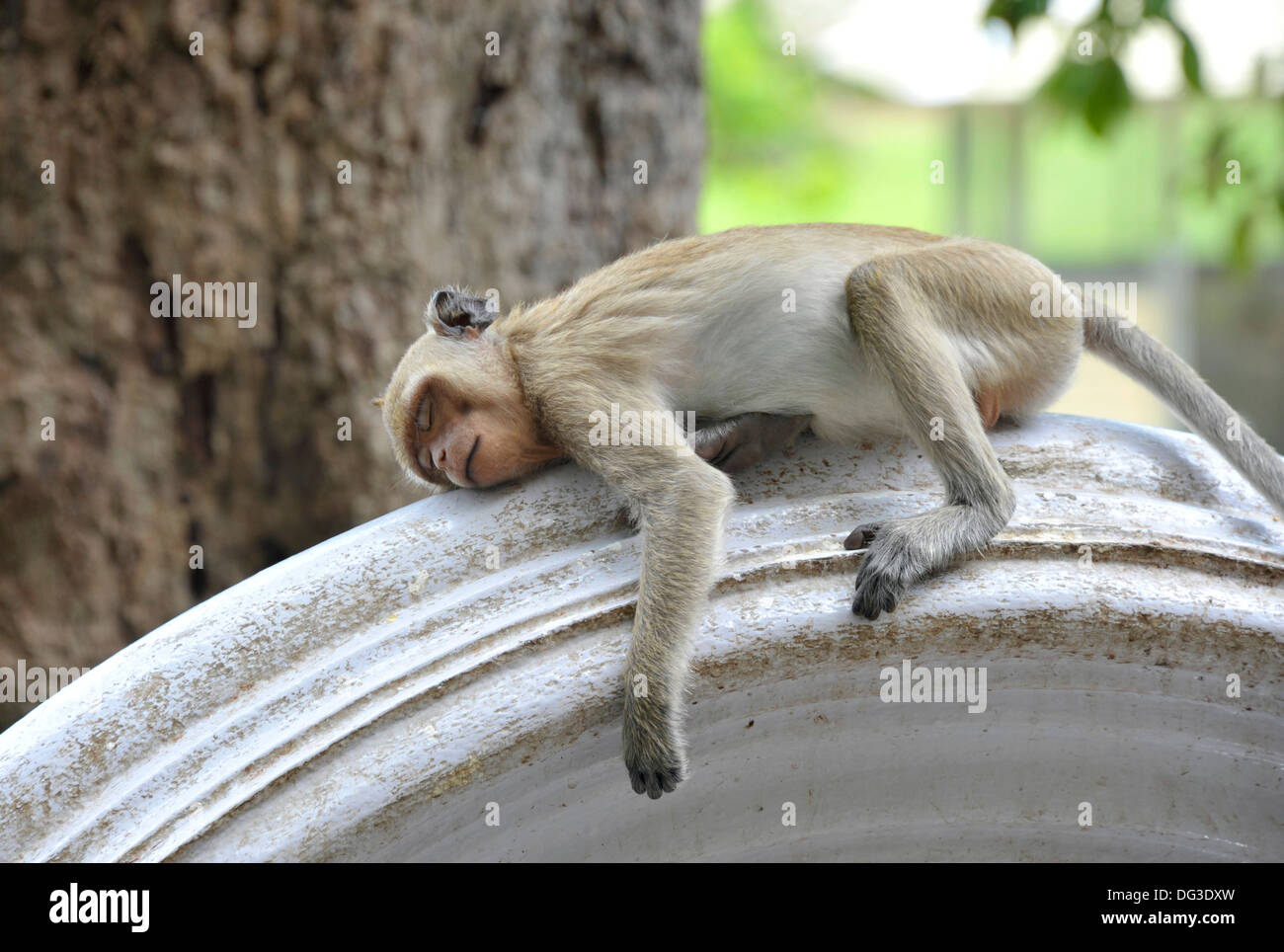 Macaque monkey sleeping at the Khao Yoi mountain temple in Petchaburi ...
