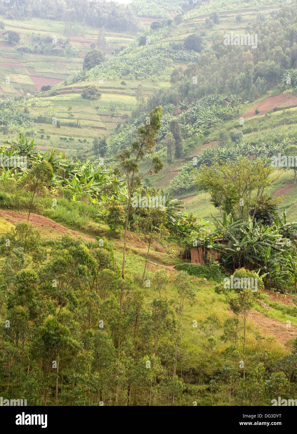 Rural Rwanda Land of 1000 Hills farms banana and hills with terracing ...