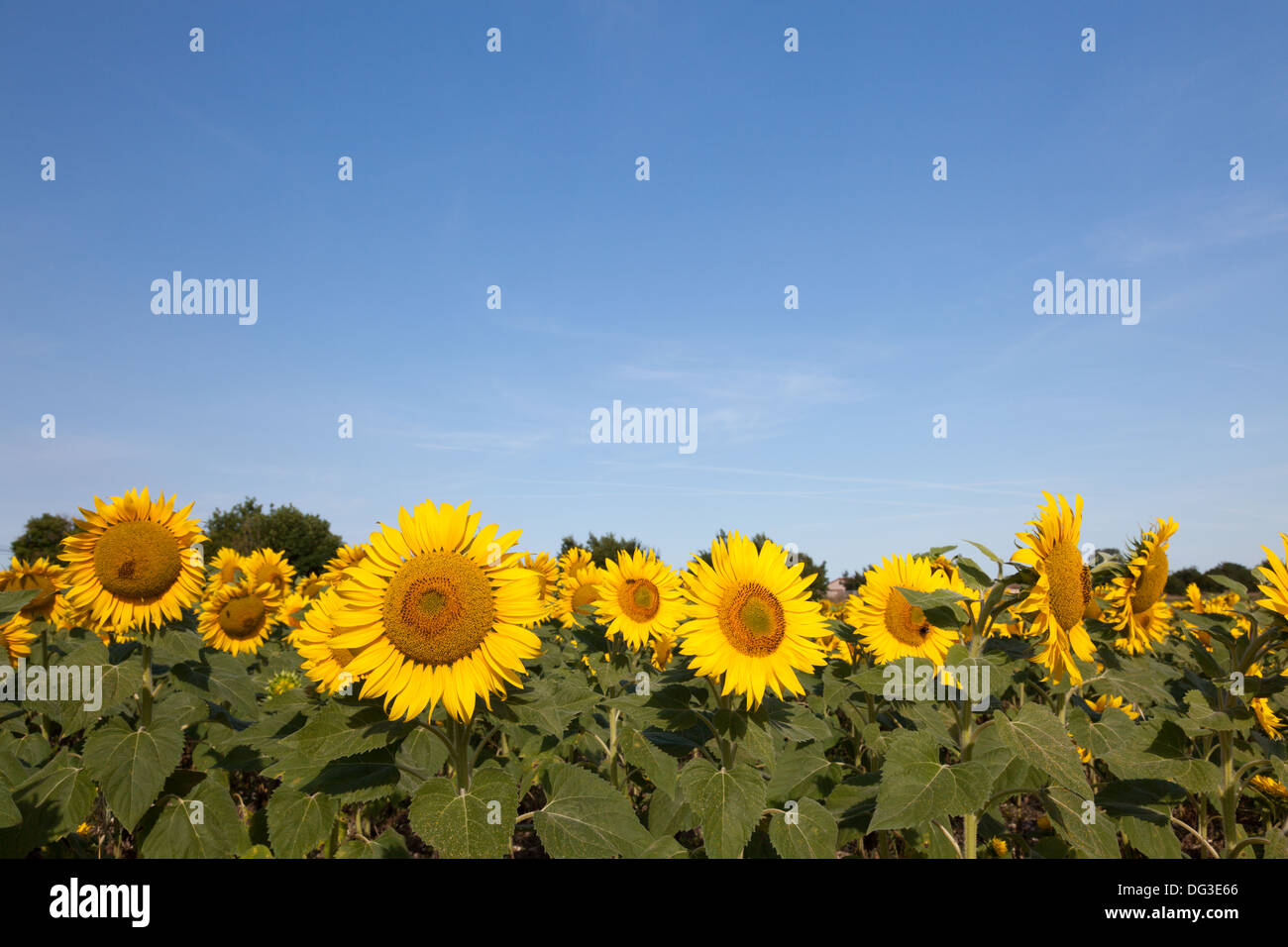 Sunflower field hi-res stock photography and images - Alamy