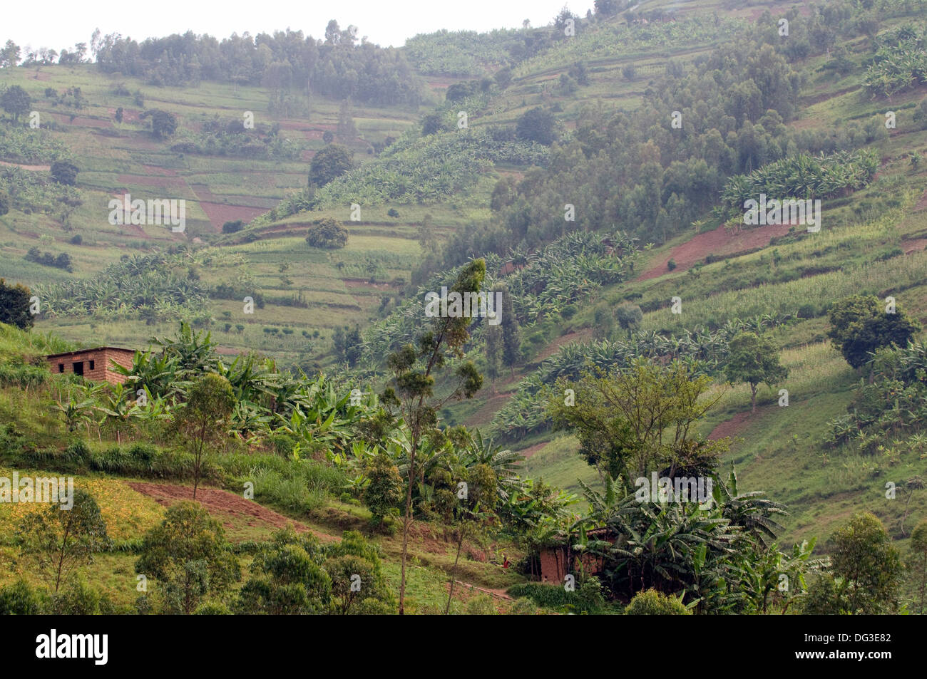 Rural Rwanda Land of 1000 Hills farms banana and hills with terracing ...