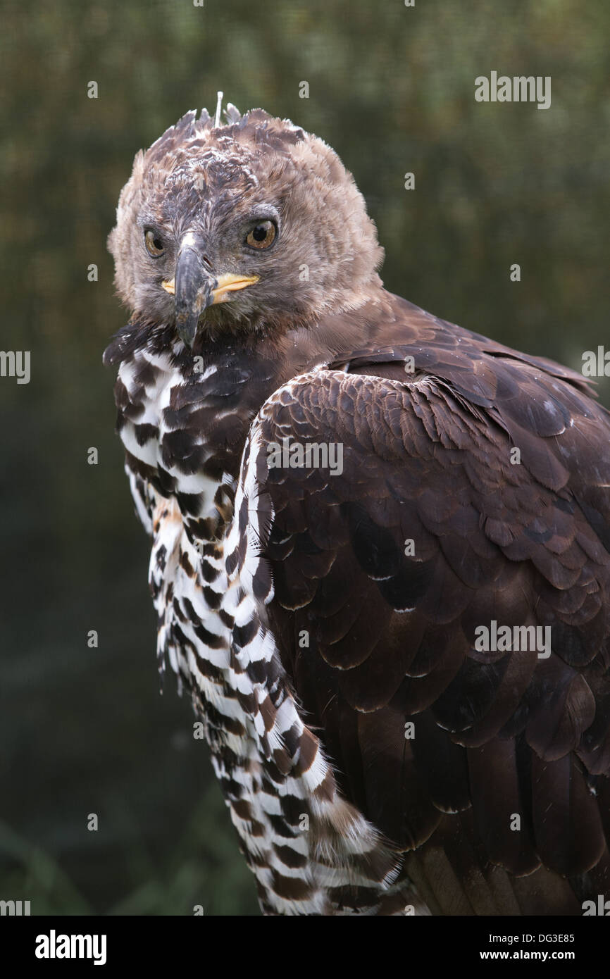 African crowned hawk eagle hi-res stock photography and images - Alamy