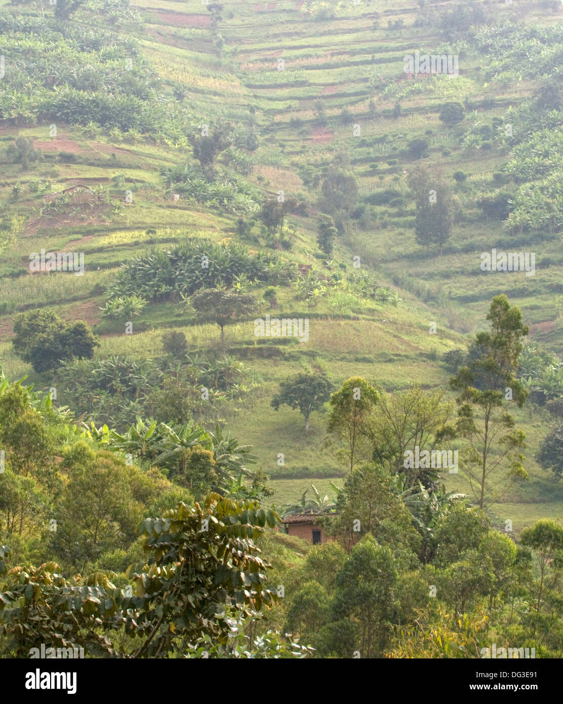 Rural rwanda land of 1000 hills farms hills with terracing hi-res stock ...
