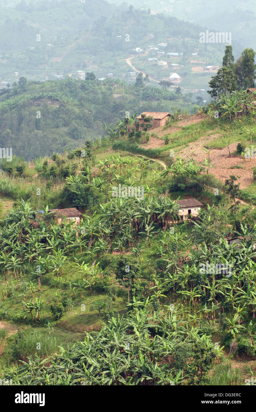 Rural Rwanda Land of 1000 Hills farms banana and hills with terracing ...