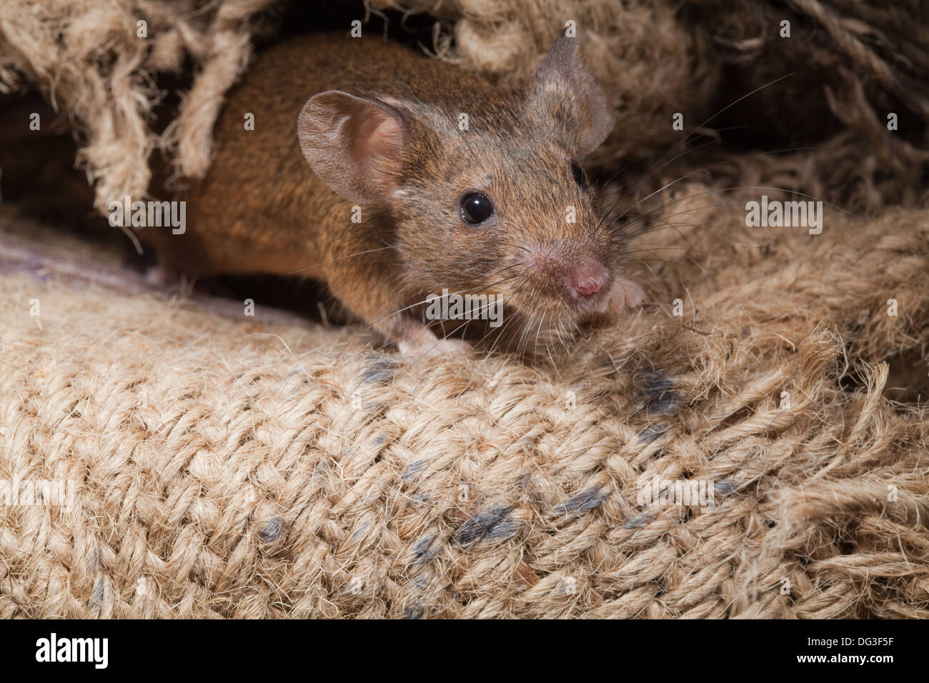 House Mouse (Mus musculus). Emerging from amongst hessian sacs Stock ...