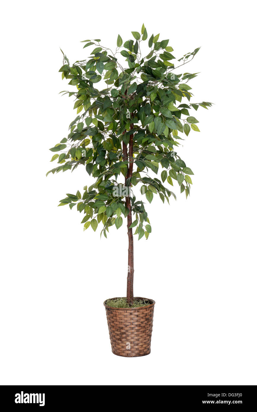 Tree growing into house Cut Out Stock Images & Pictures - Alamy