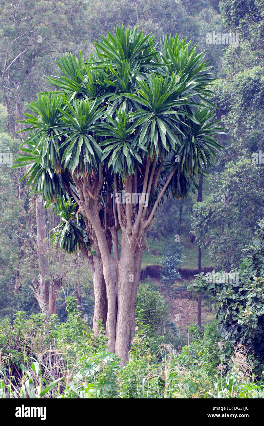 Yucca trees by Lake Burera Northern Akagera National Game Park in ...