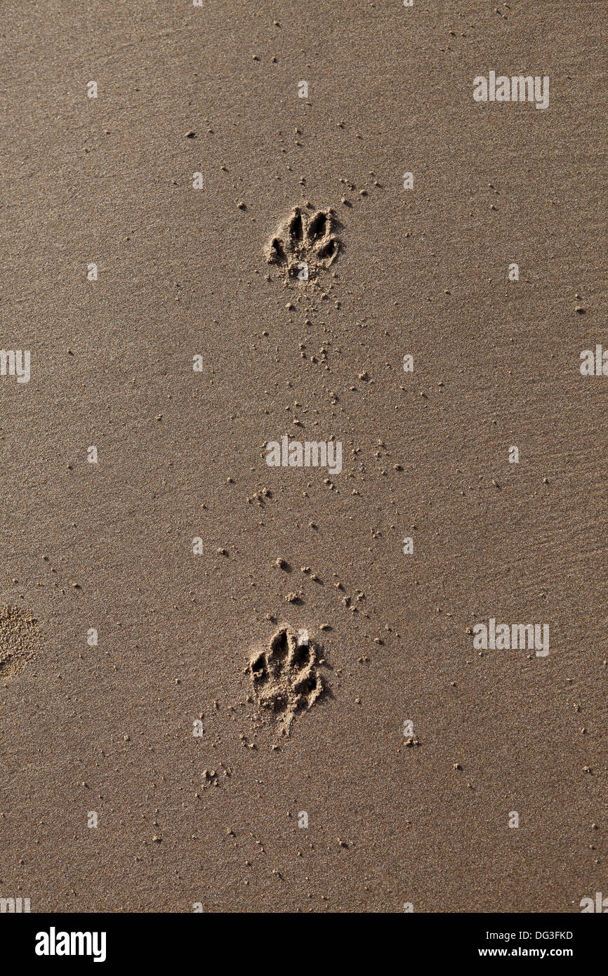 Dogs paw prints in sand Stock Photo - Alamy