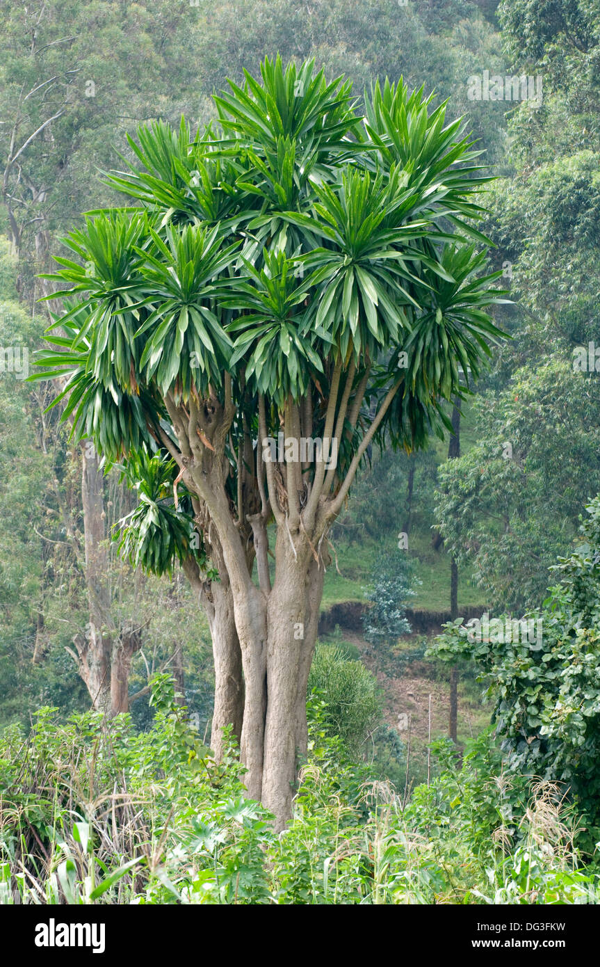Yucca trees by Lake Burera Northern Akagera National Game Park in ...