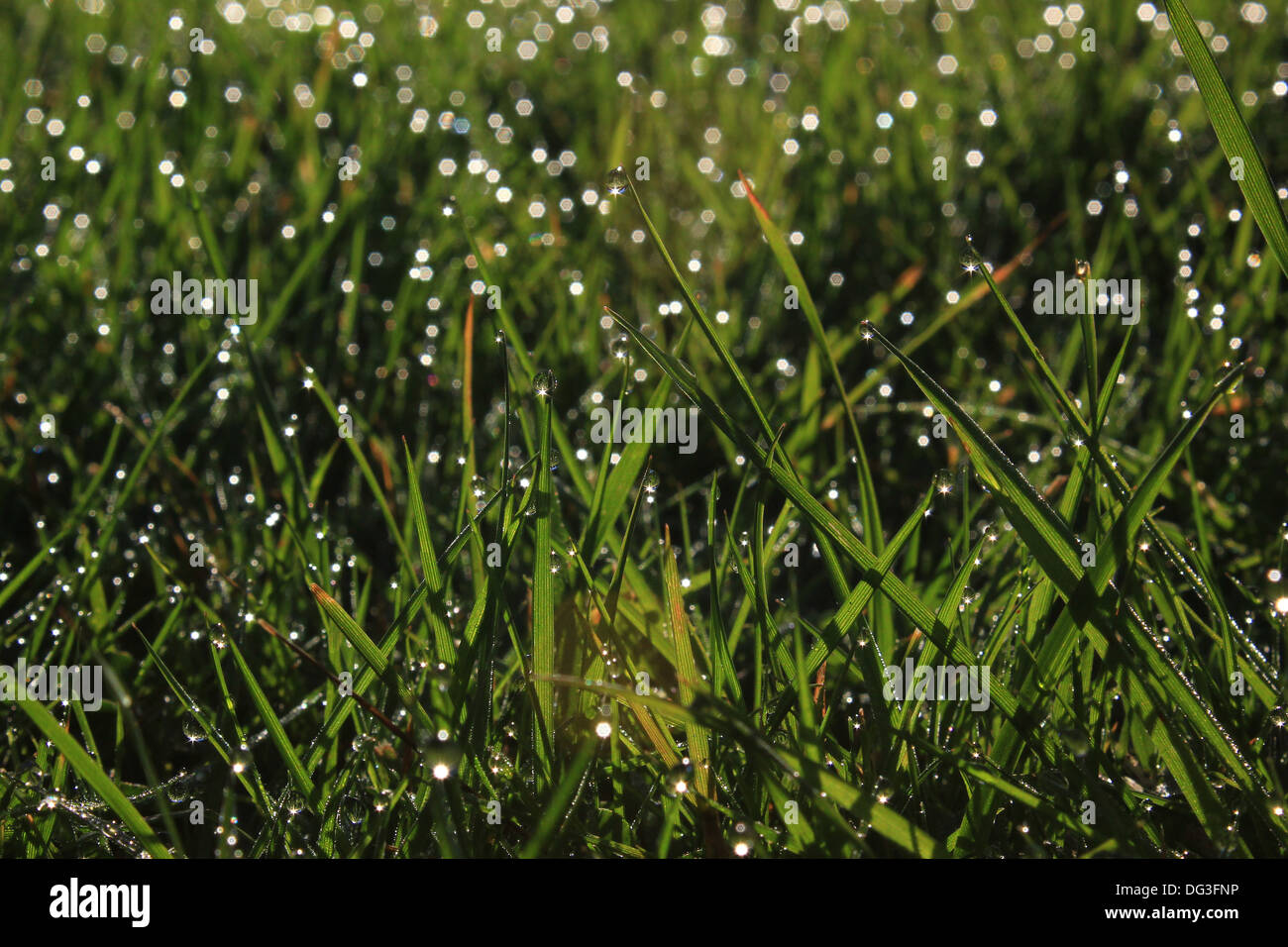 Dew on lawn hi-res stock photography and images - Alamy