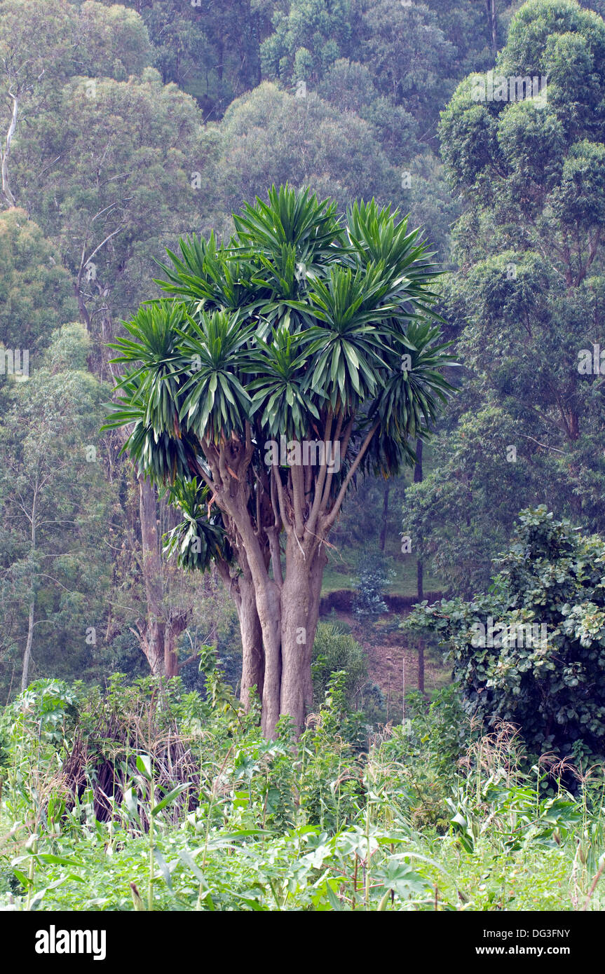Yucca trees by Lake Burera Northern Akagera National Game Park in ...