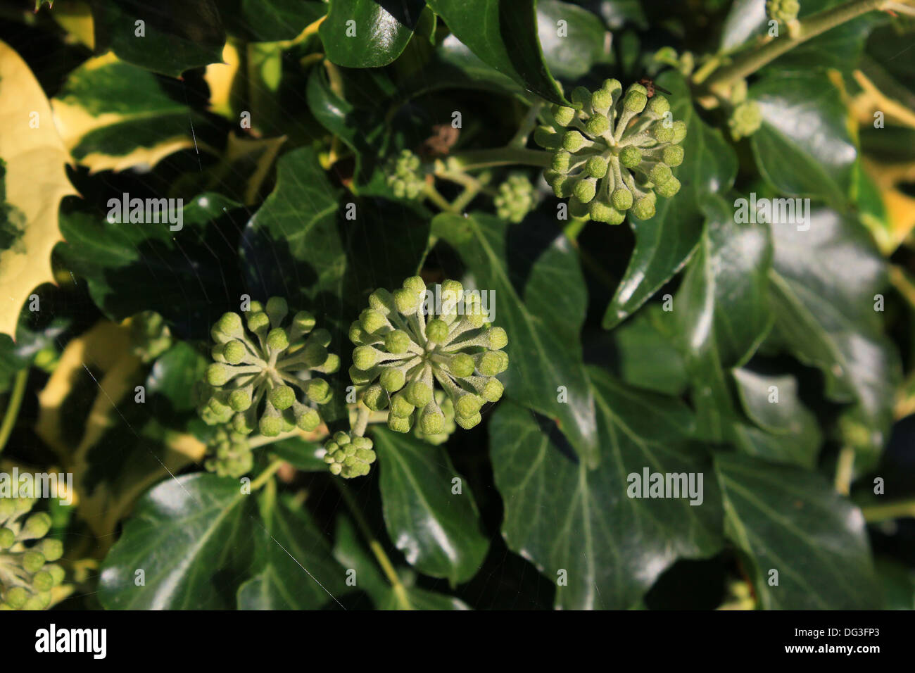 Ivy flowers uk hi-res stock photography and images - Alamy