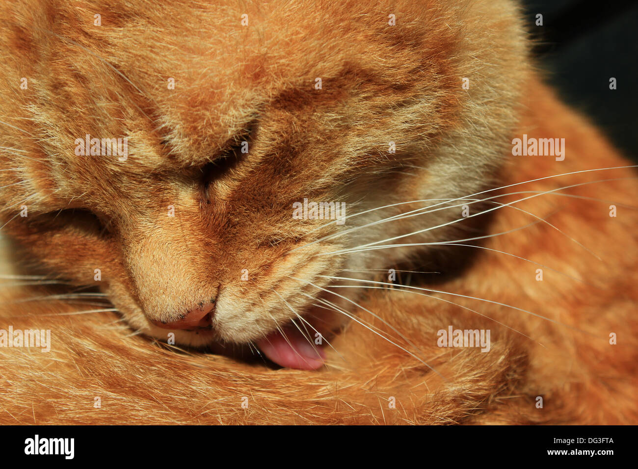 Ginger cat licking fur Stock Photo - Alamy