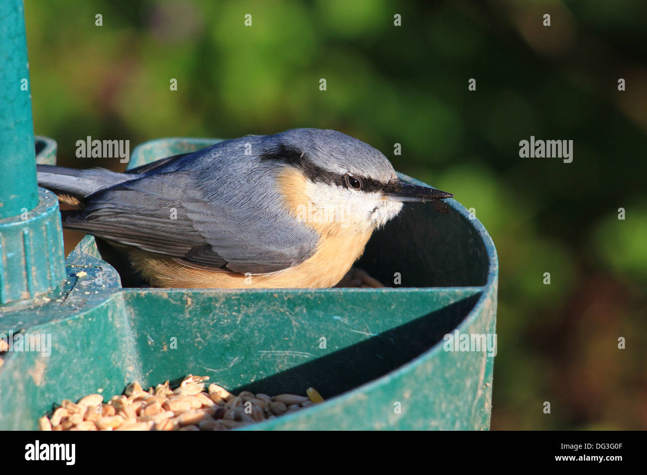 Nuthatch at bird feeder hi-res stock photography and images - Alamy