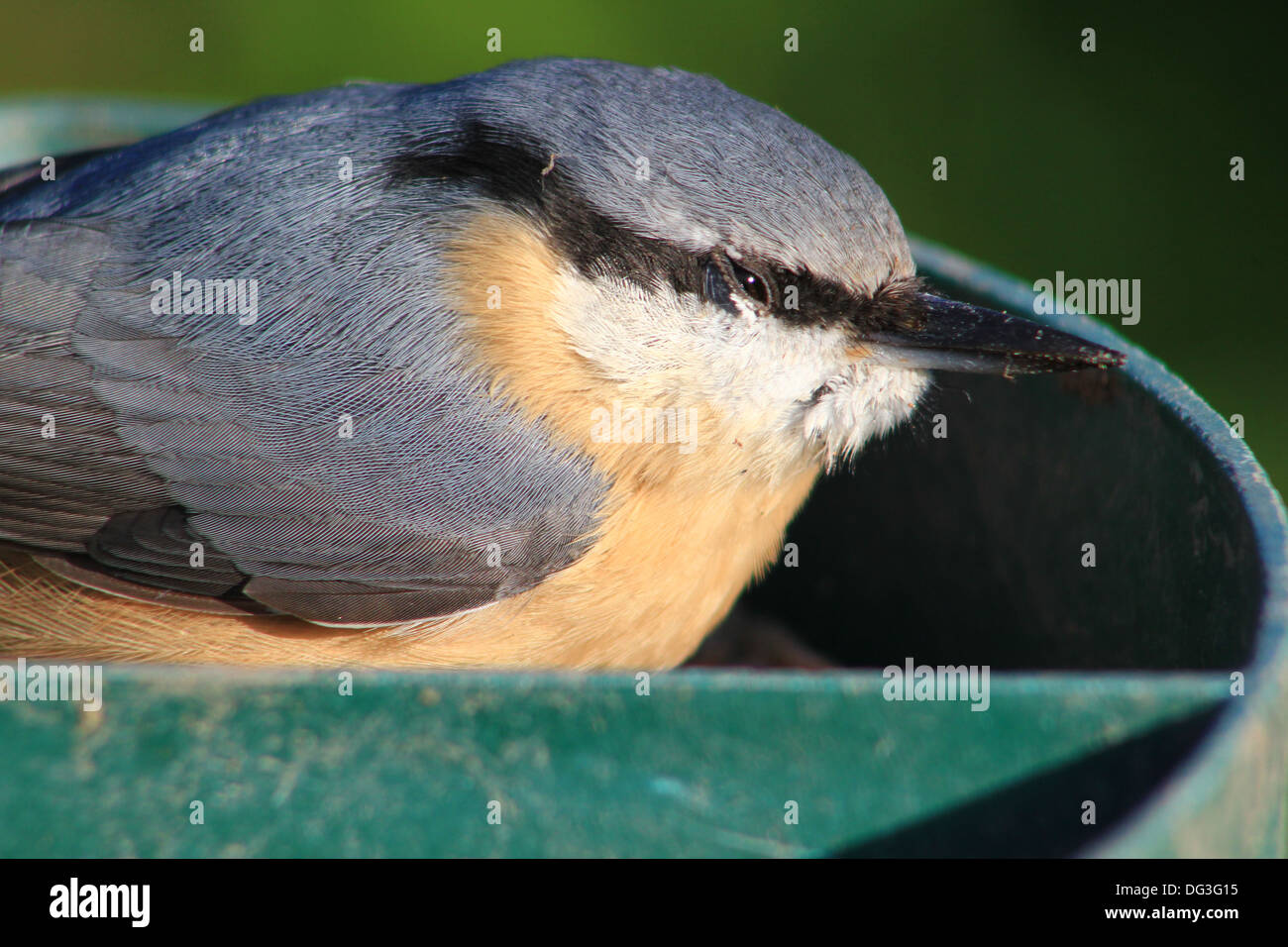 Nuthatch at bird feeder hi-res stock photography and images - Alamy